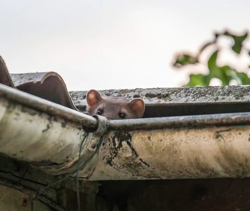 Fall Pests That Could Be Living In Your Gutters - Environmental Turf ...