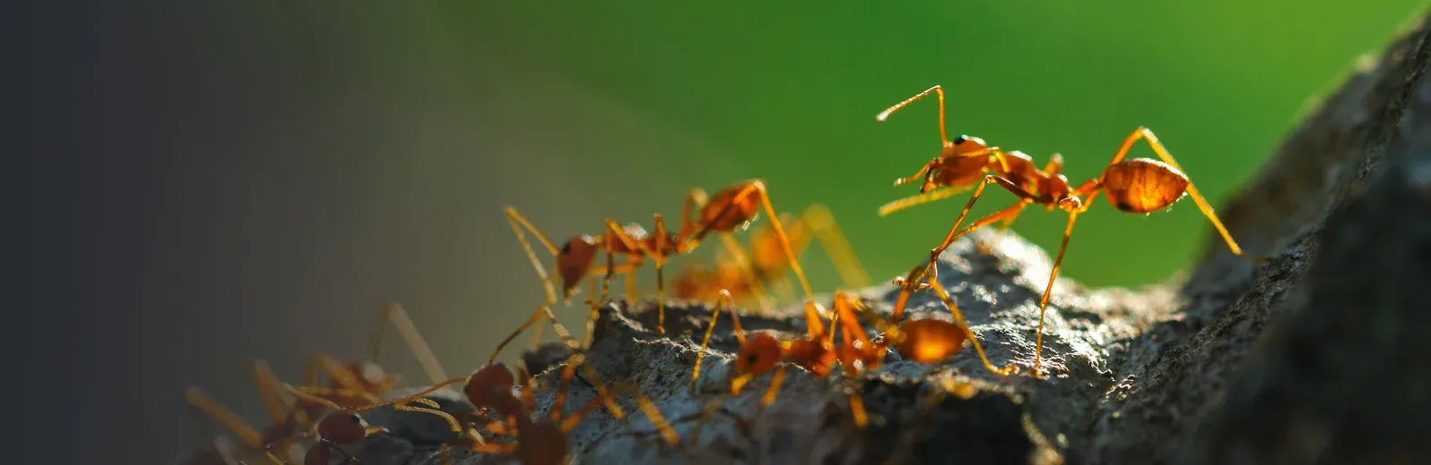 Fire Ant Control in Georgia | Environmental Turf Management
