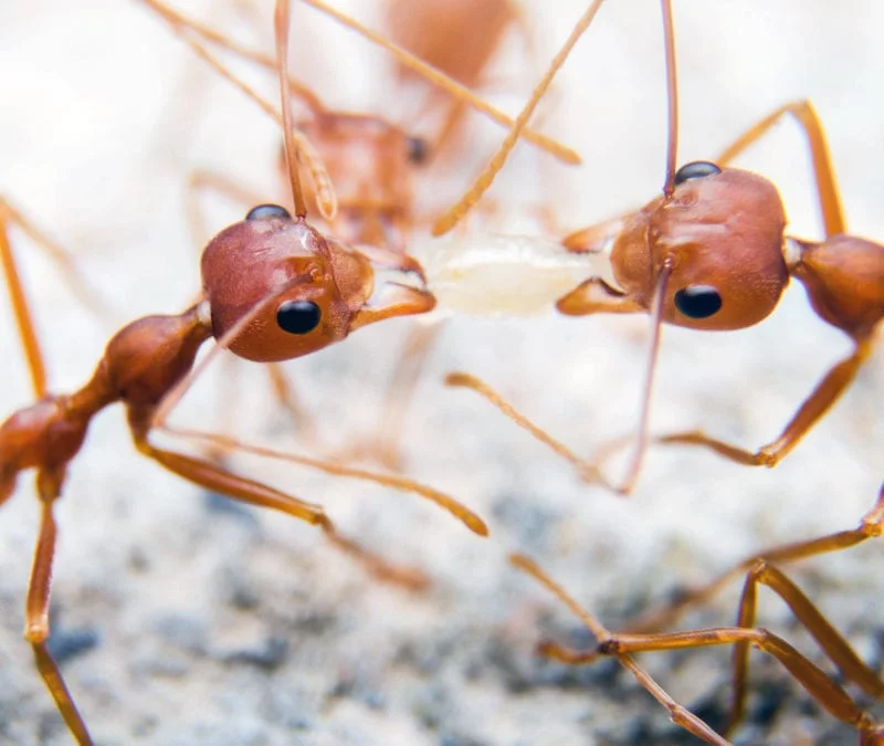 The Neverending Battle with Atlanta’s Fire Ants - Environmental Turf ...